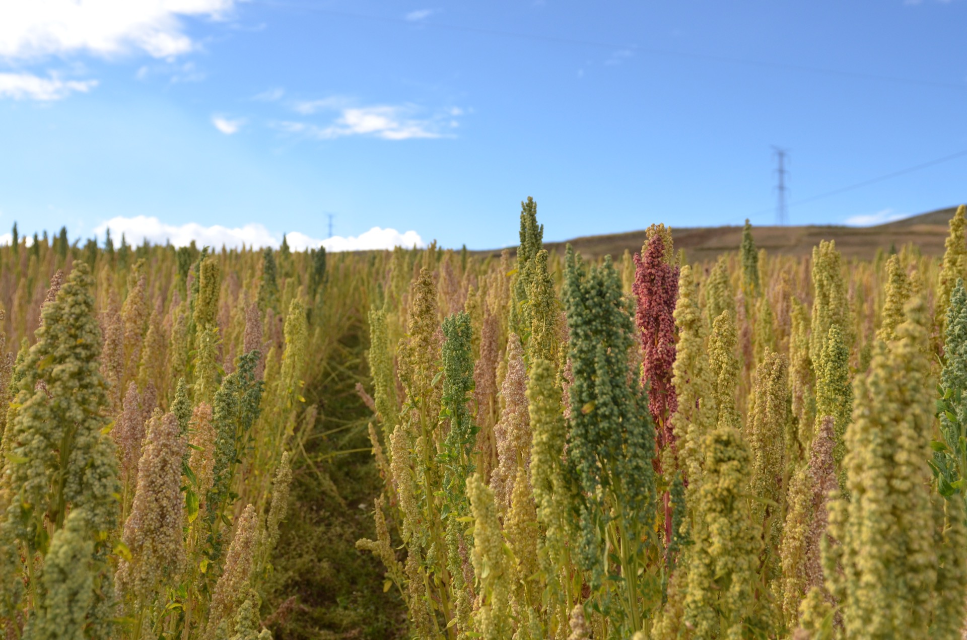 Fructus Terrum Natural Ingredients - Inicio